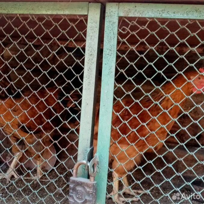 Петухи 4 месяцы Кучинские