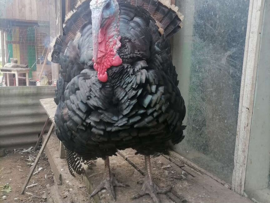 Индюки бронза