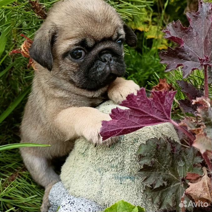 Красивые щеночки мопсики