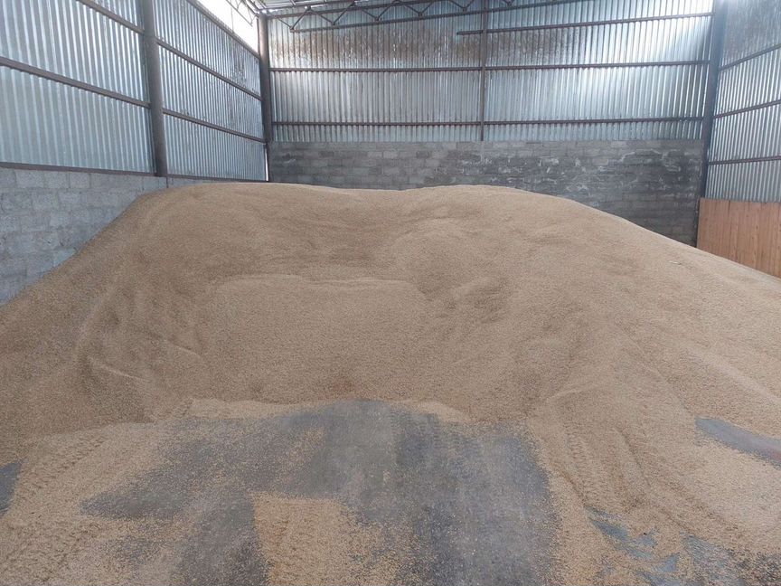 Ячмень,пшеница,кукуруза,от производителяурожай2023