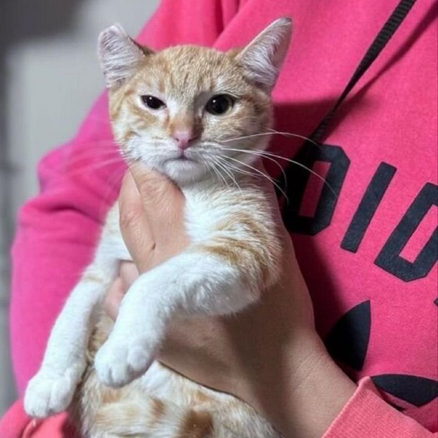 Айва, лапка-котенок из приюта ищет дом