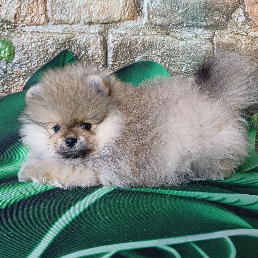 Померанский шпиц, щенок