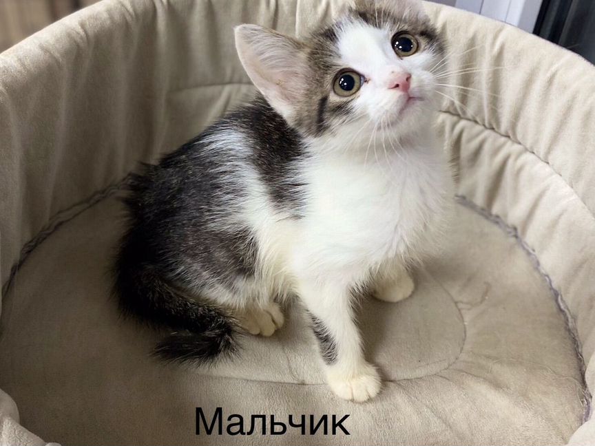 Кошки в добрые руки бесплатно