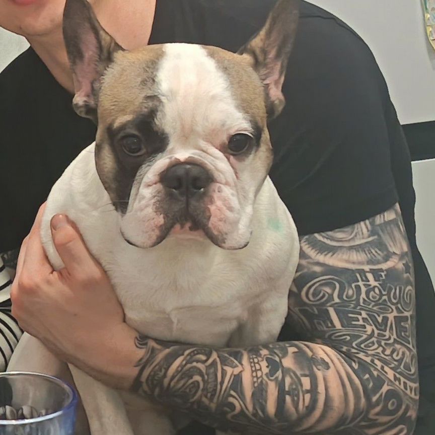 Французский бульдог