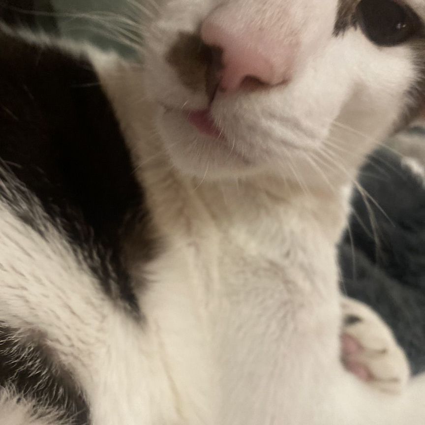 Ориентальный кот