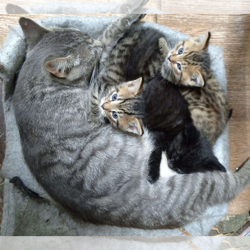 Отдам в добрые руки