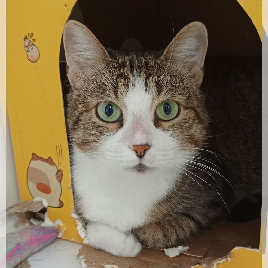 Взрослая, Девочка кошка в добрые руки