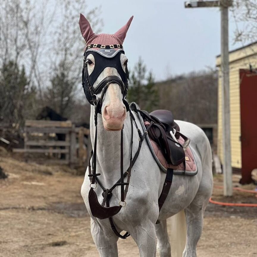Комплект вальтрап и ушки