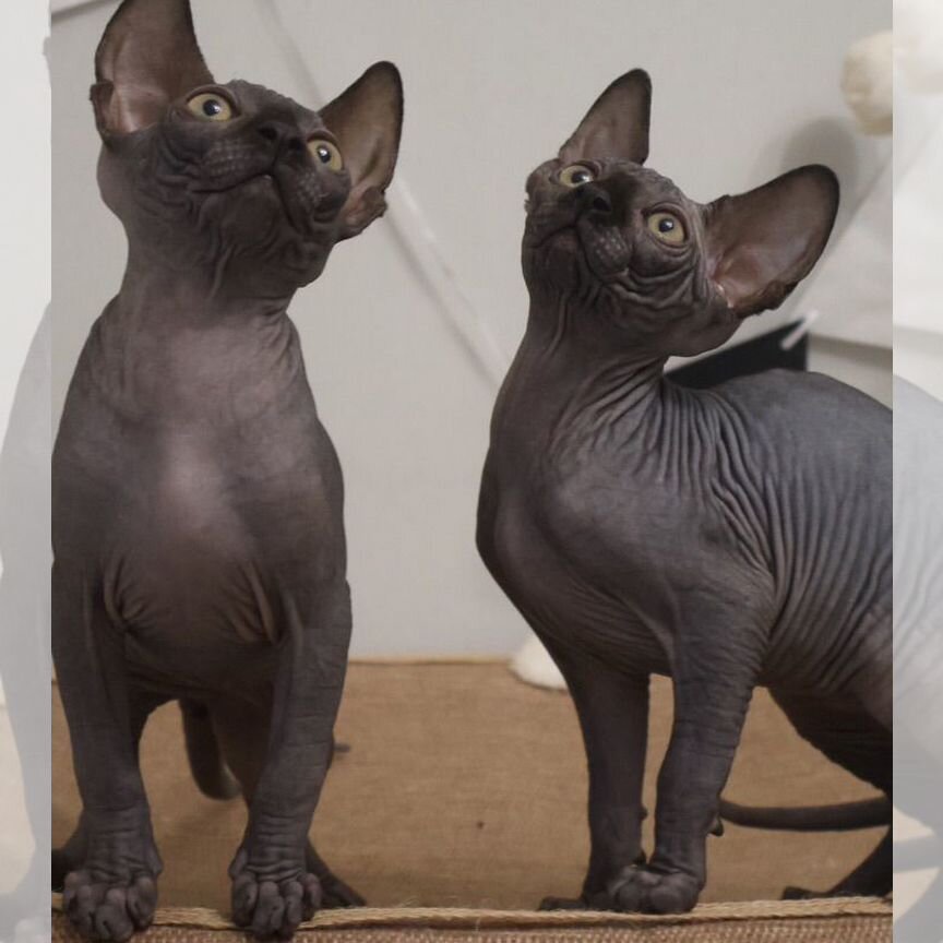 Канадский сфинкс котёнок