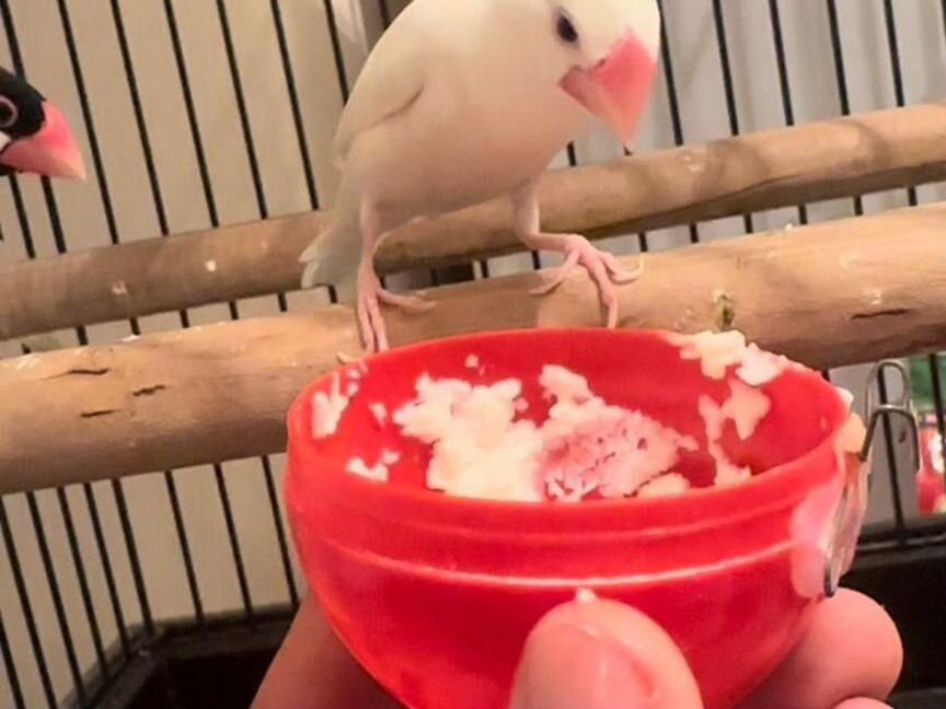 Рисовые амадины парочка