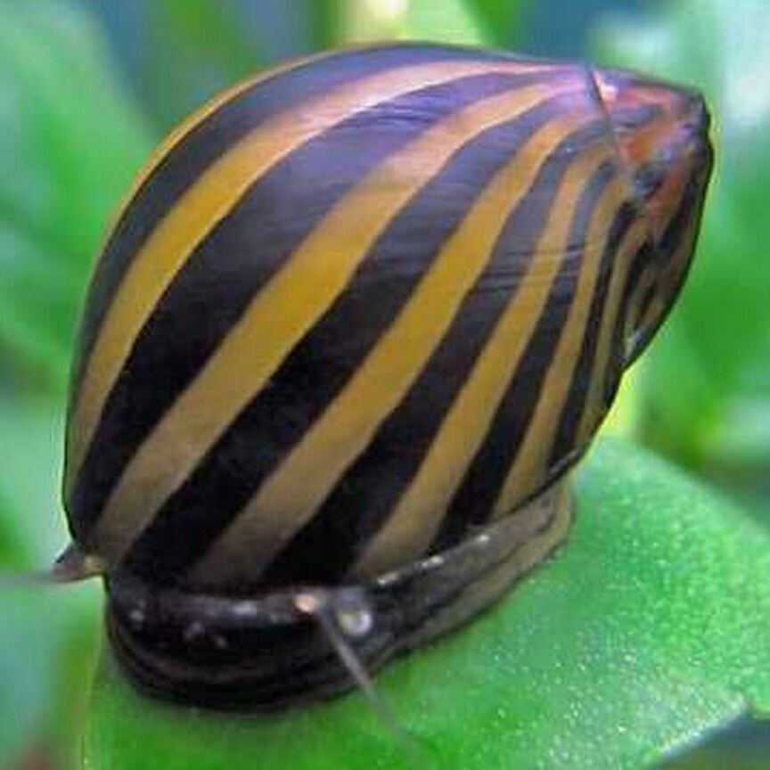 Улитки неритины зебра, черноточечные