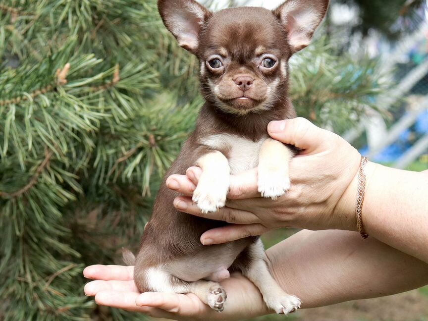 Ростик. Красавчик для Души с доcтавкoй и видео