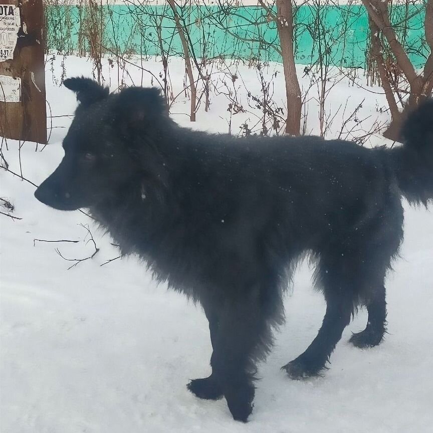 Отдам в добрые руки пса