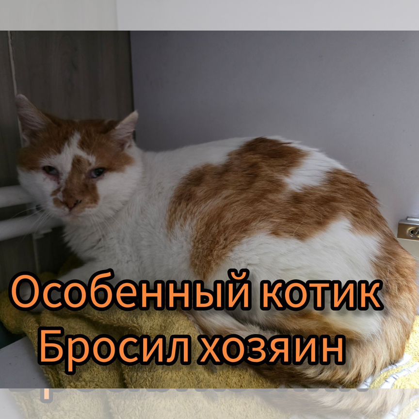 Взрослый кот в добрые руки