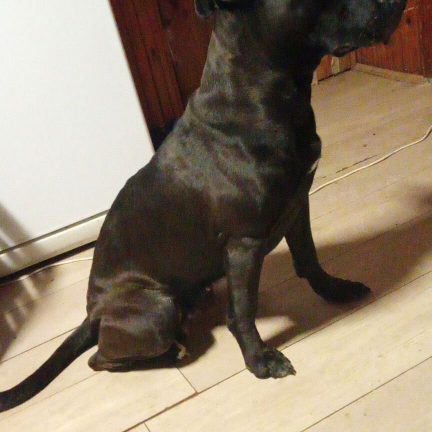 Американский стафф