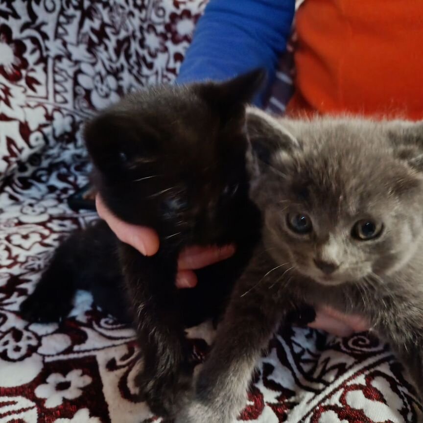2 миленькие кошечки ищут дом