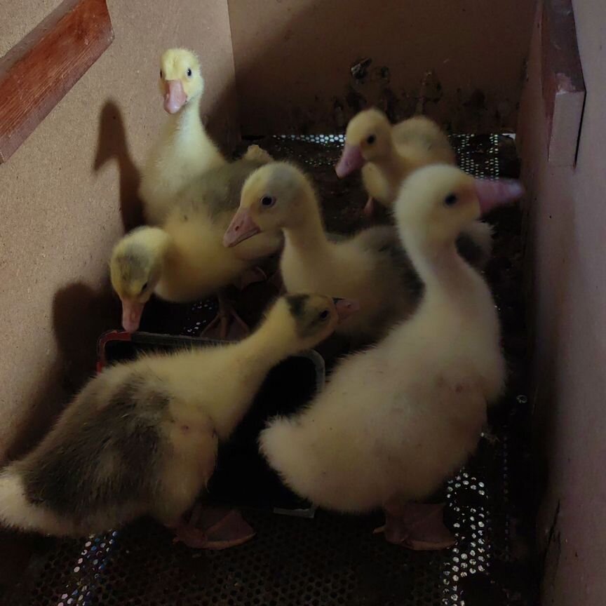 Гусята 2 недели