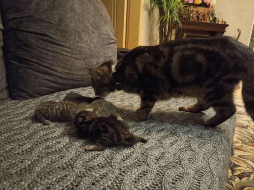 Котята в добрые руки
