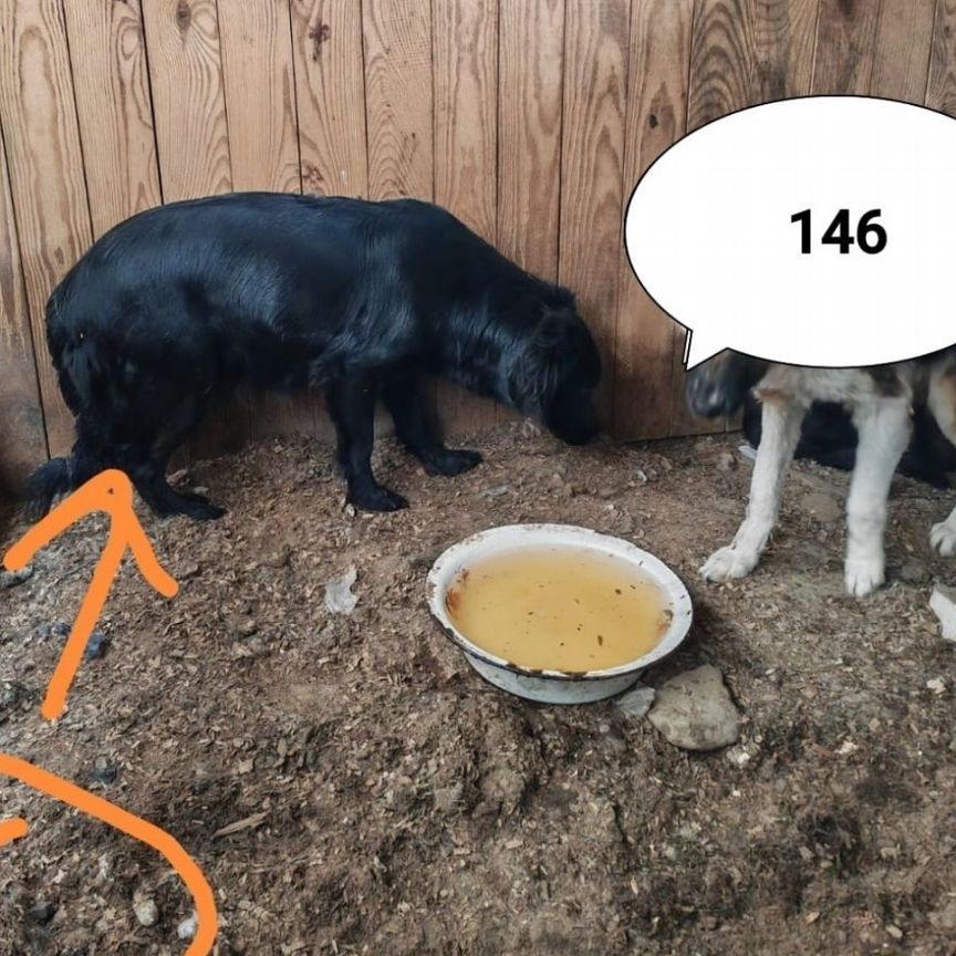 Взрослая собака в добрые руки