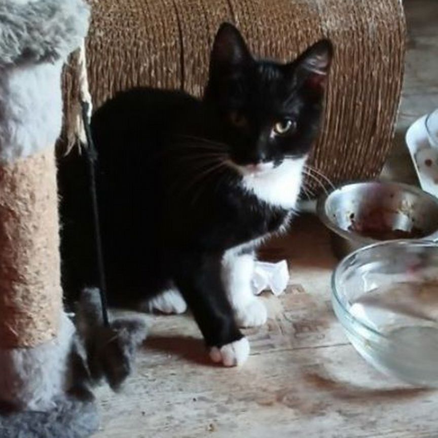 Котёнок в добрые руки