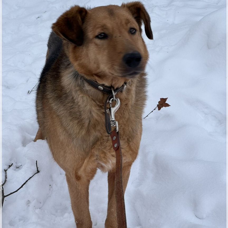 Взрослый пёс в добрые руки