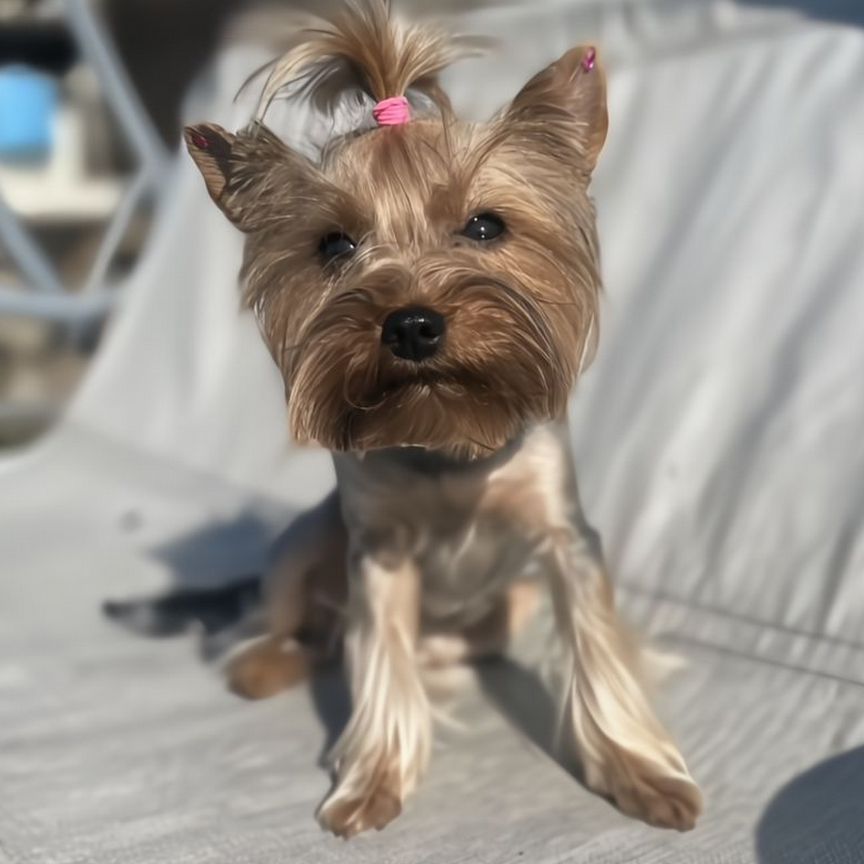 Йоркширский терьер, взрослая собака