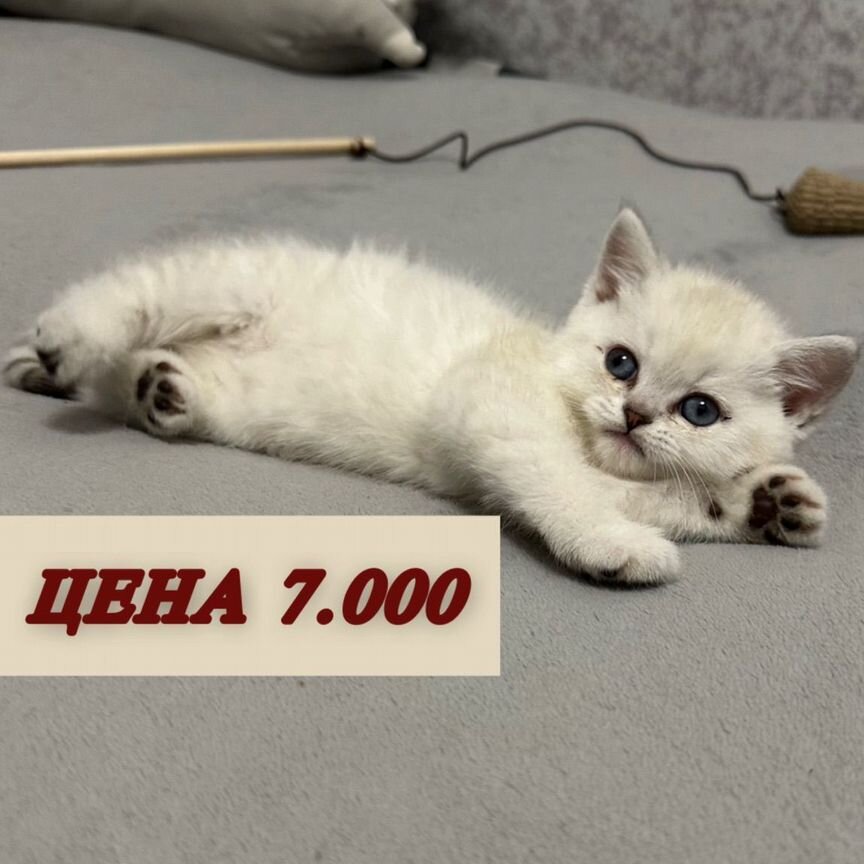 Британский короткошёрстный котёнок