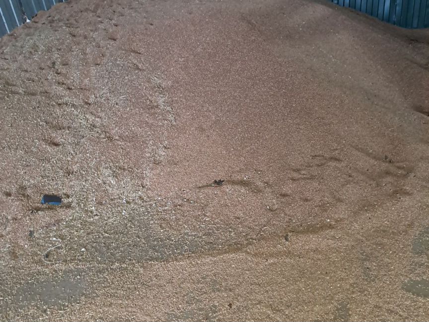 Пшеница фуражная