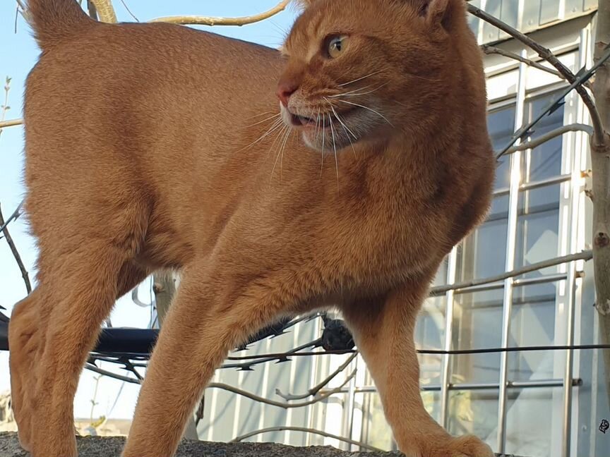 Кошка