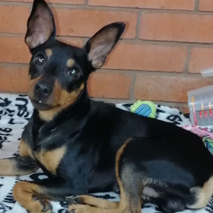 Цверпинчер вязка