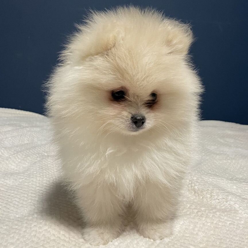 Померанский шпиц, щенок