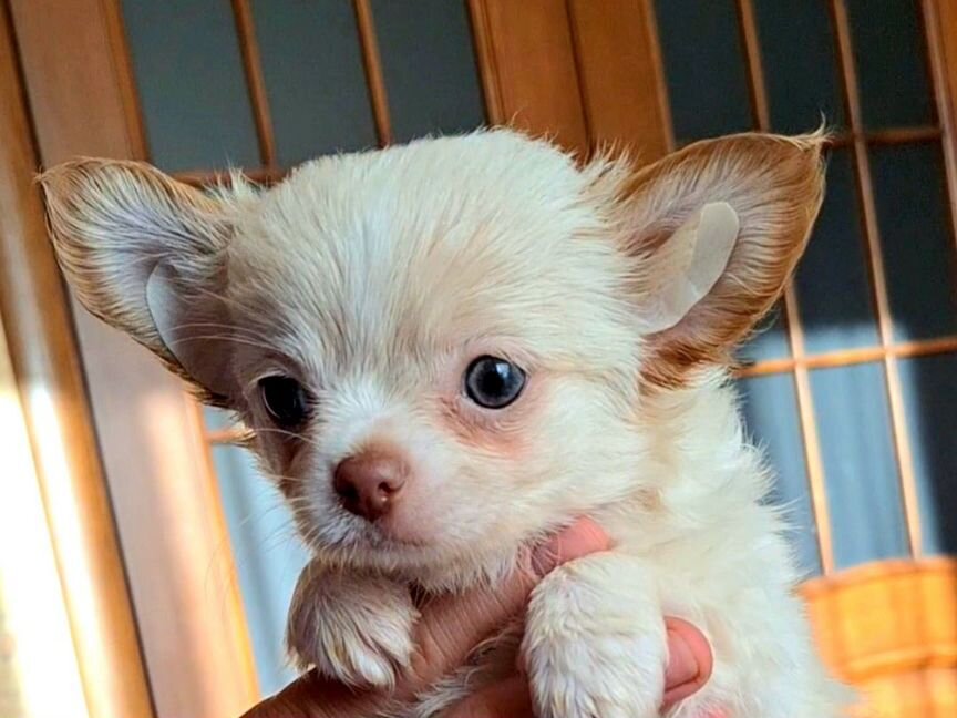 Нежный кремовый малыш