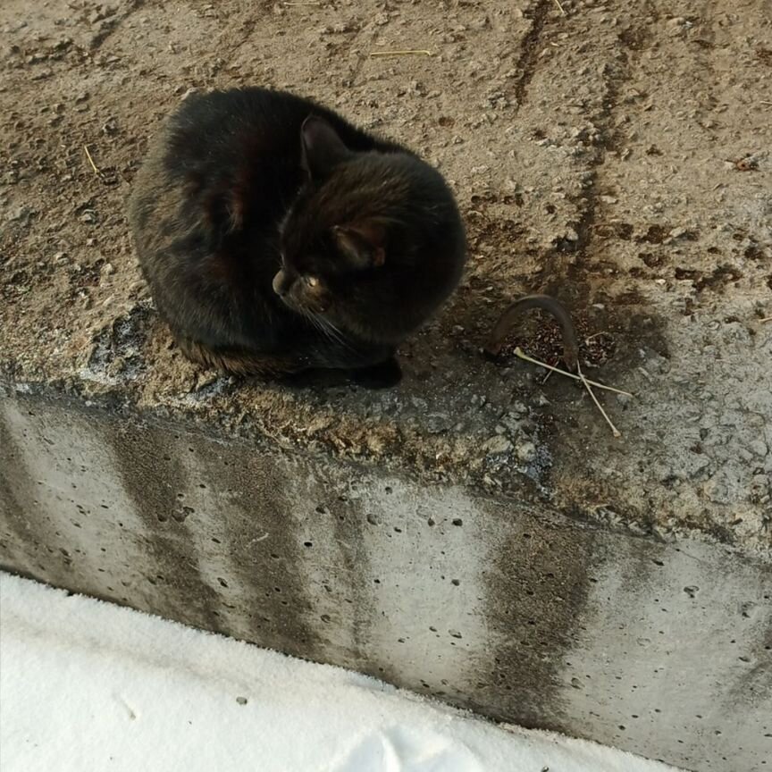 Замерзает на улице котик
