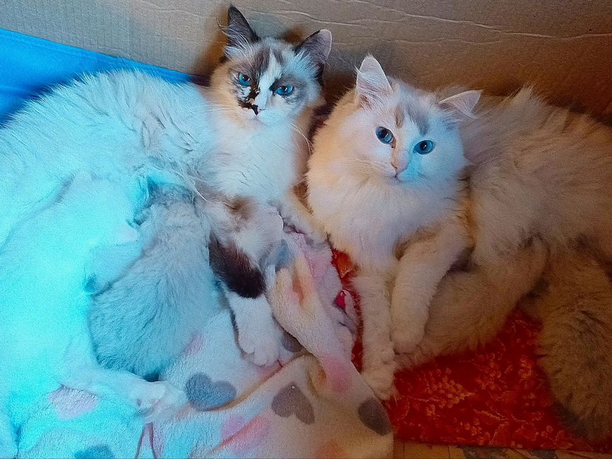 Котята рэгдолл к октябрю