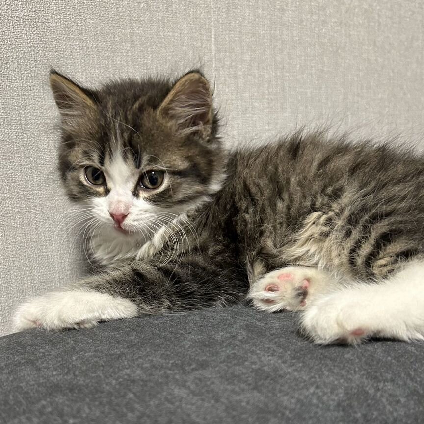 Котёнок в добрые руки