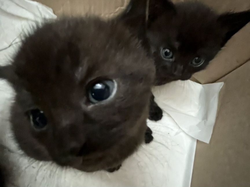 Котята невдуплята