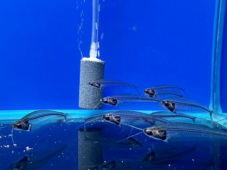 Стеклянный сом (Kryptopterus vitreolus)