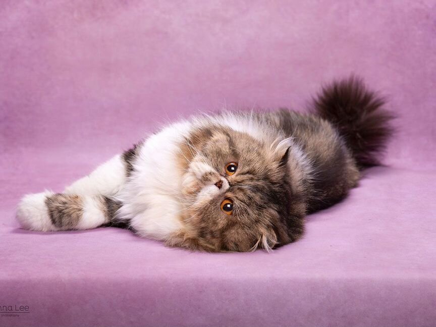 Персидский кот