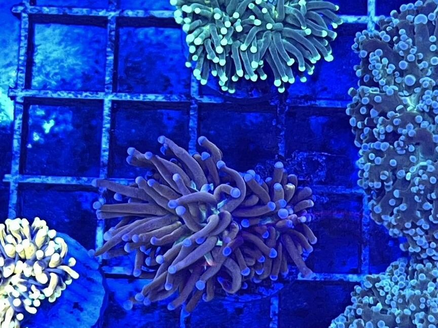 Кораллы для морского аквариума
