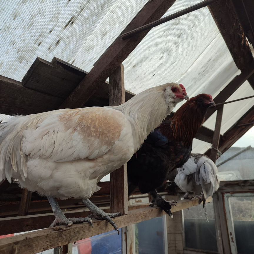 Петушки -женишки