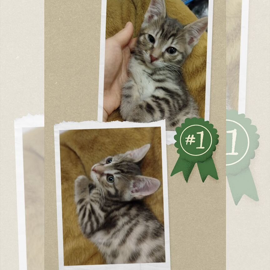 Котёнок в добрые руки
