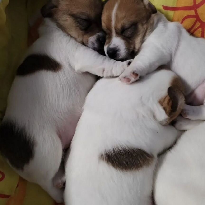 Джек-рассел-терьер, щенок