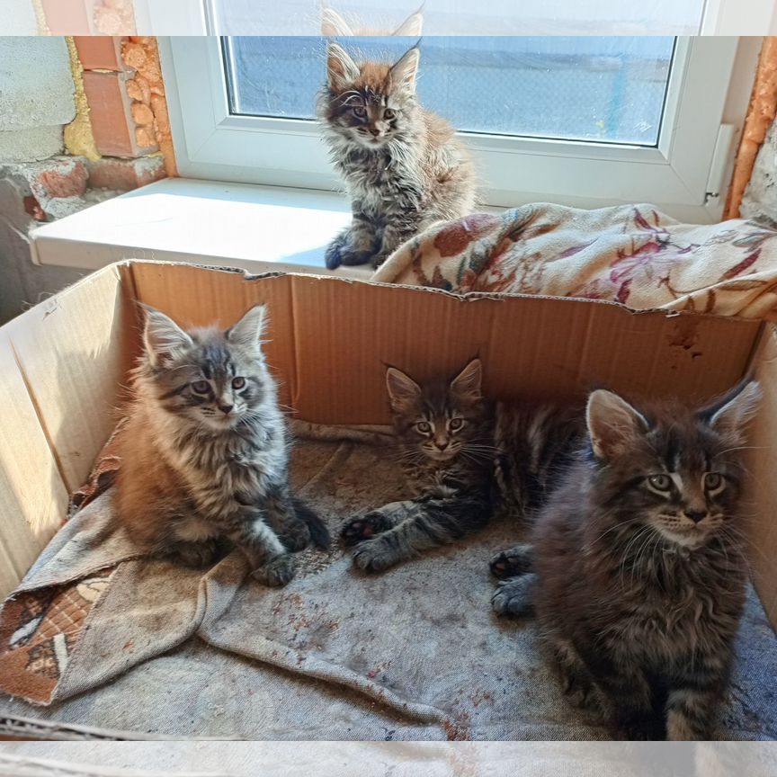 Котята мейн-кун