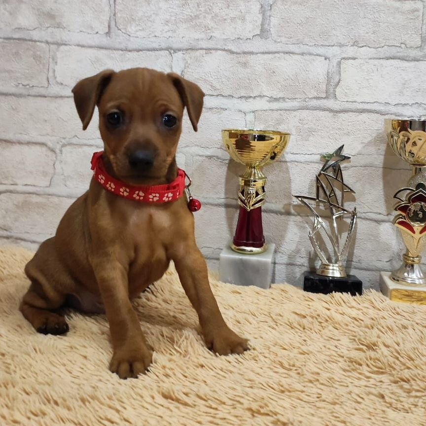 Цвергпинчер, щенок