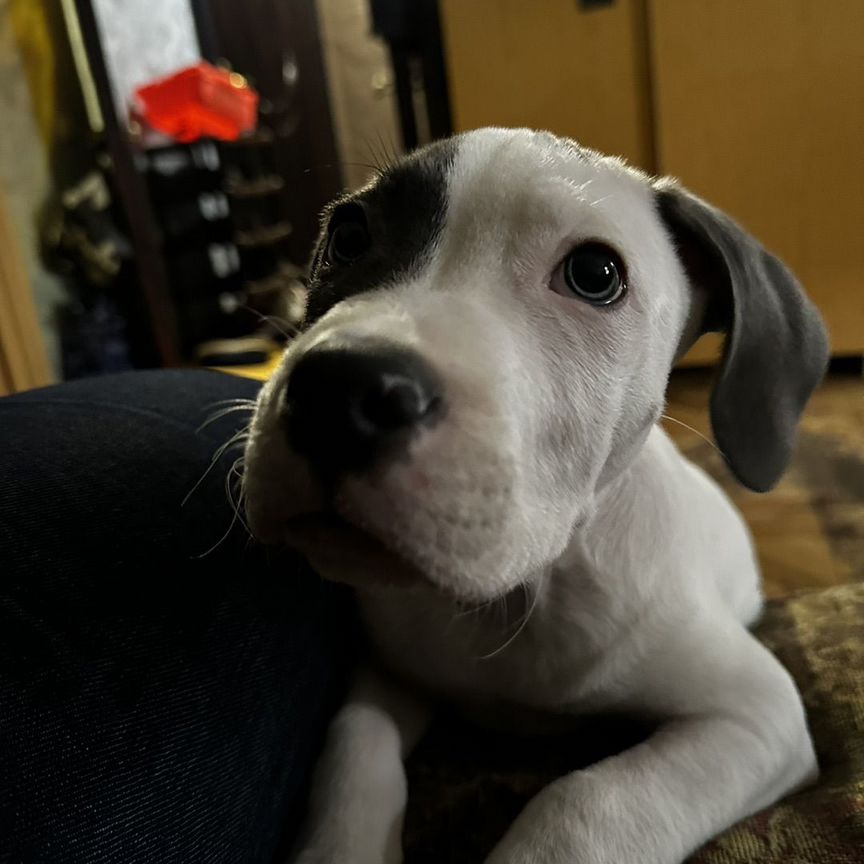 Щенок стаффорд