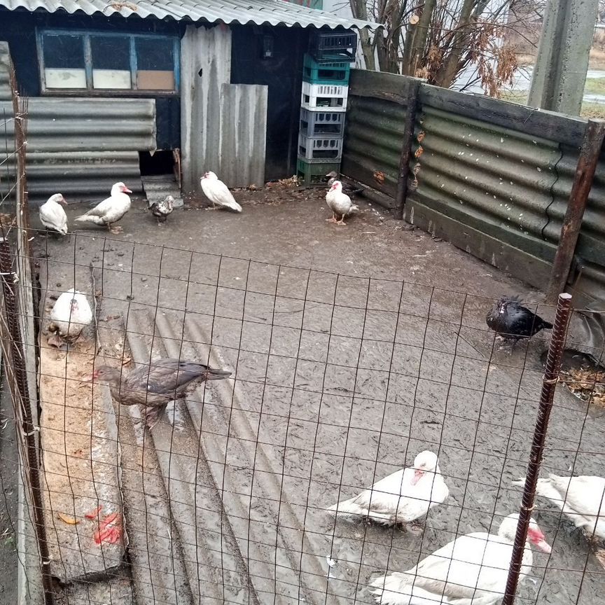 Утки шипуны