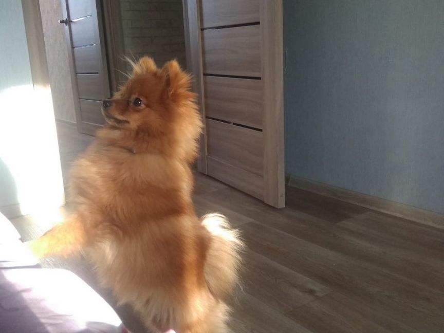 Ищу невесту. Вязка