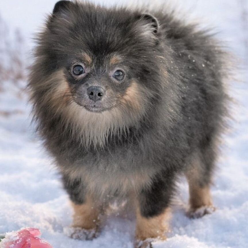 Померанский шпиц, щенок