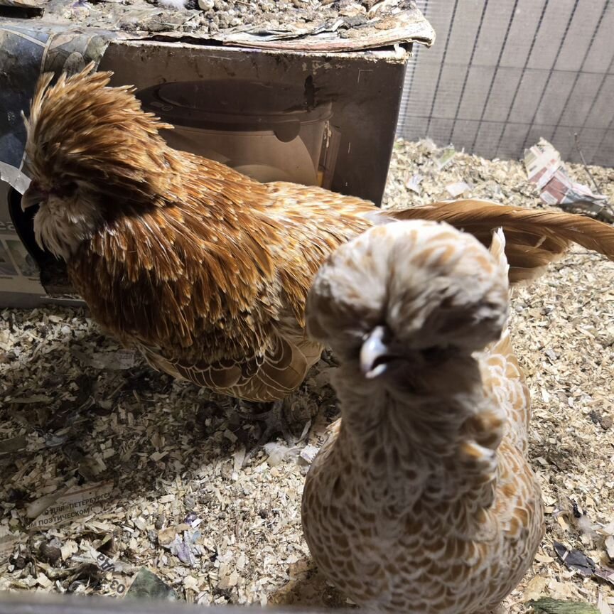 Яйца кур породы Подуан для инкубатора