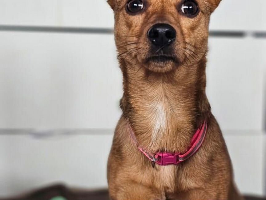 Дивная девочка, мелкая